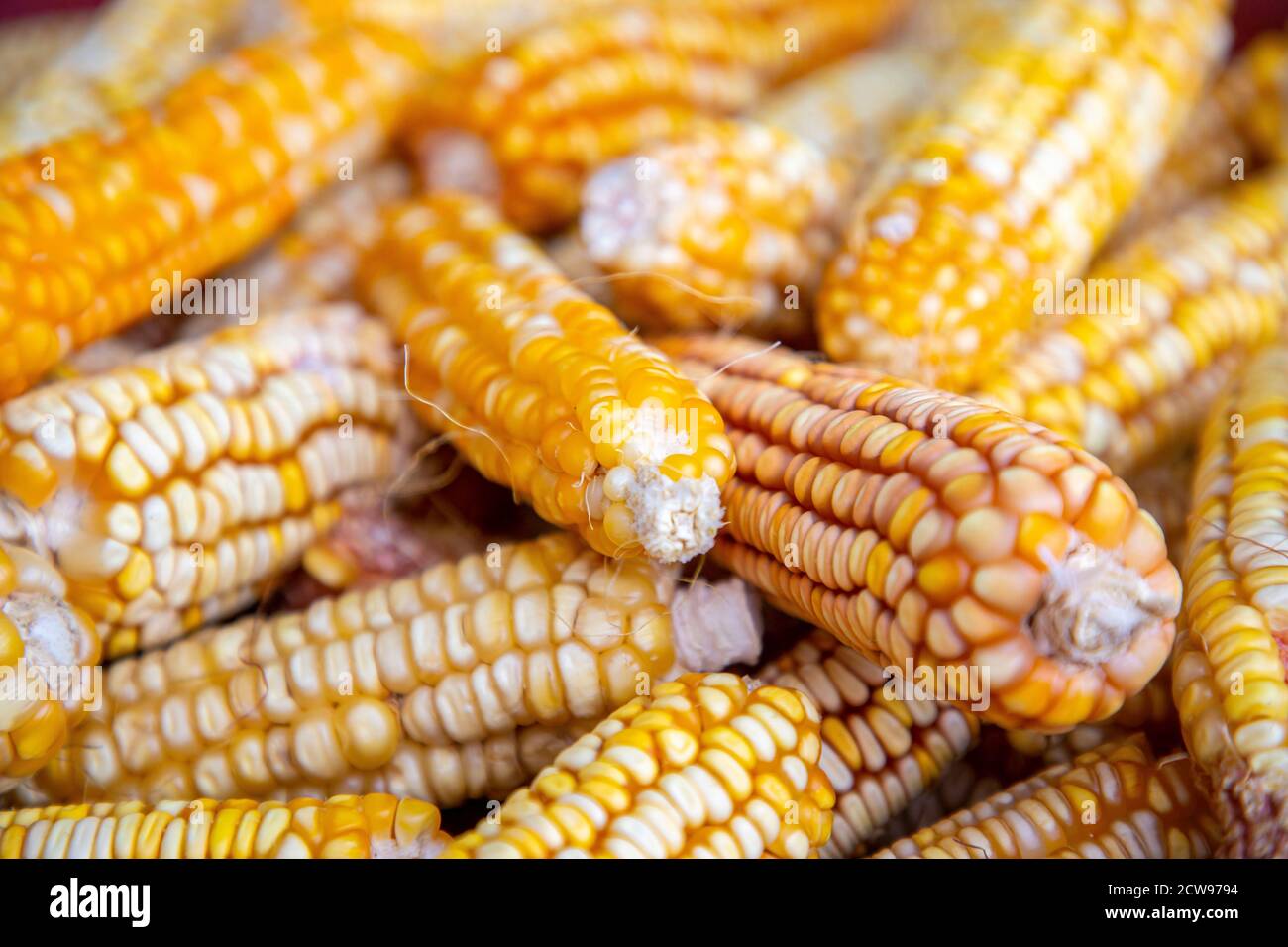 Sun Dried Fresh Organic Corn Cob Stock Photo - Alamy Sun Dried Fresh Organic Corn Cob Stock Photo - Alamy