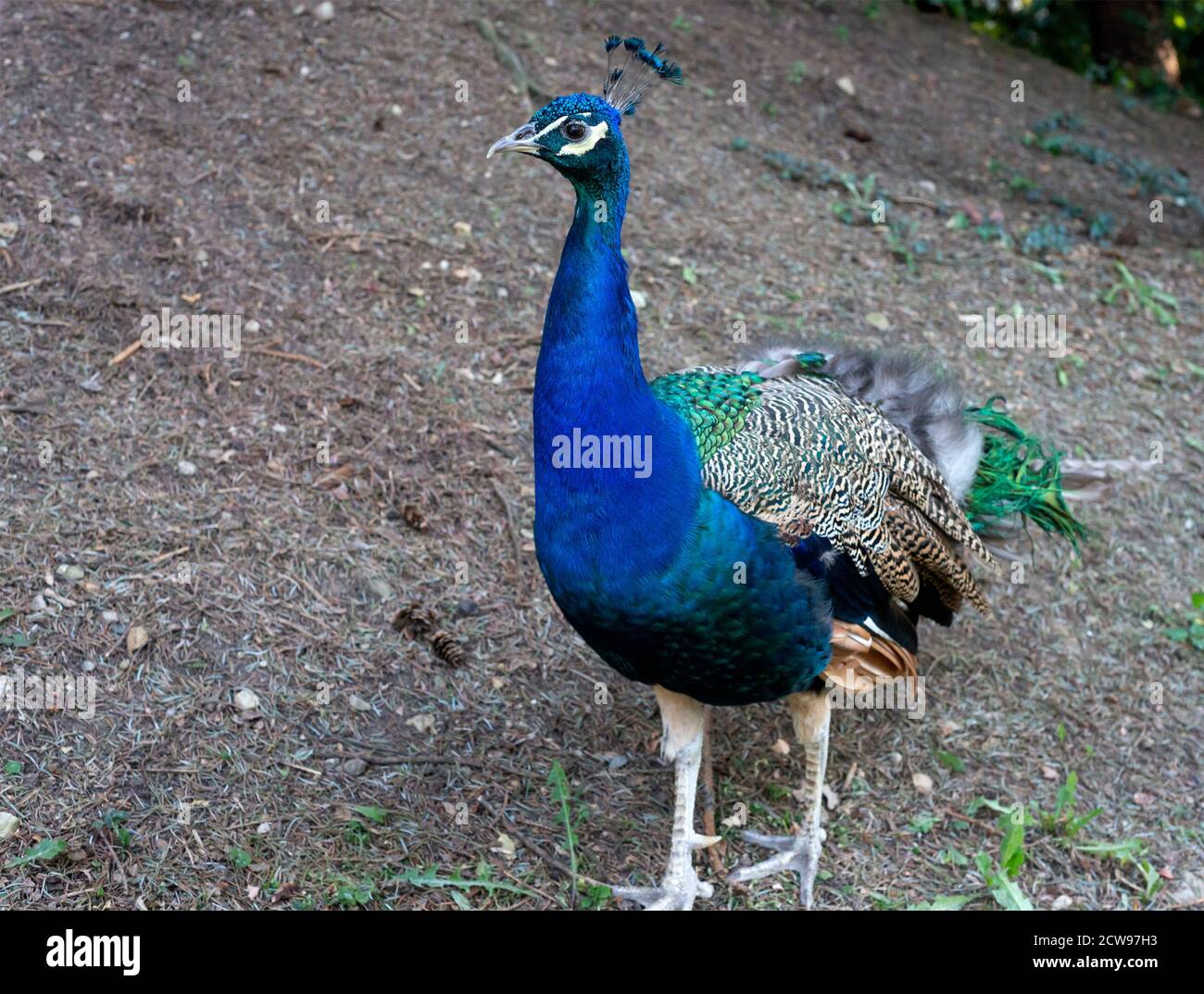 Indian peafowl pavo cristatus in hi-res stock photography and images ...