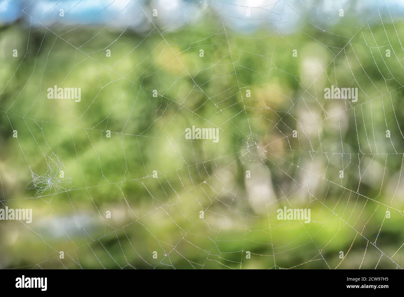 Thin spider hi-res stock photography and images - Alamy