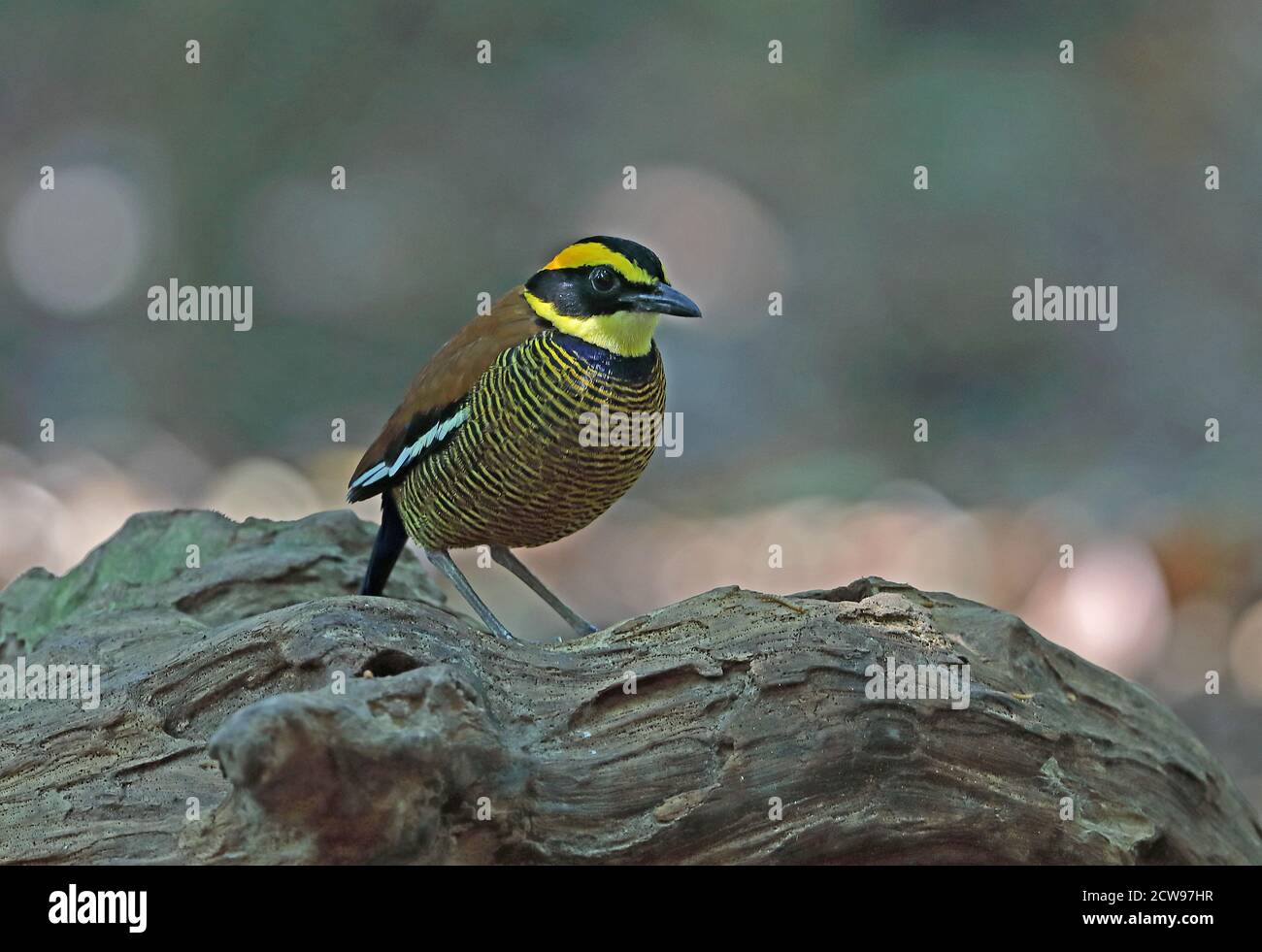 Banded Pitta High Resolution Stock Photography and Images - Alamy