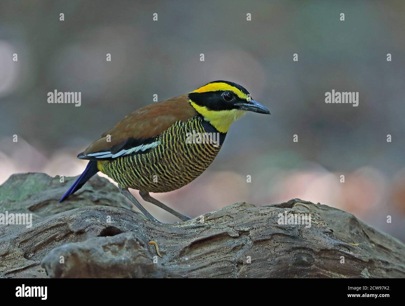 Javan Banded Pitta (Hydrornis guajanus) adult male standing on fallen ...