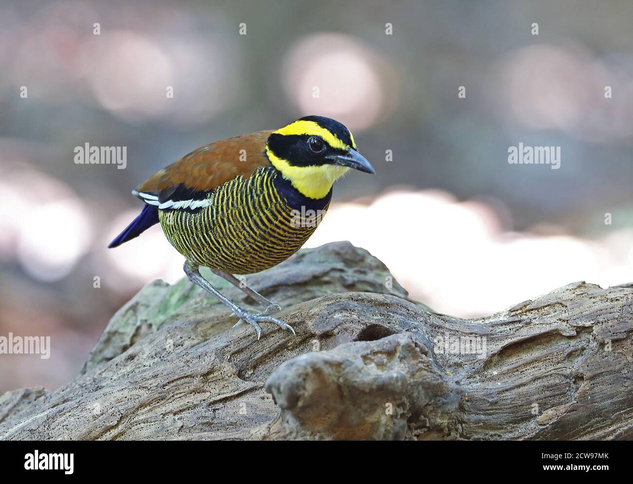 Banded Pitta High Resolution Stock Photography and Images - Alamy