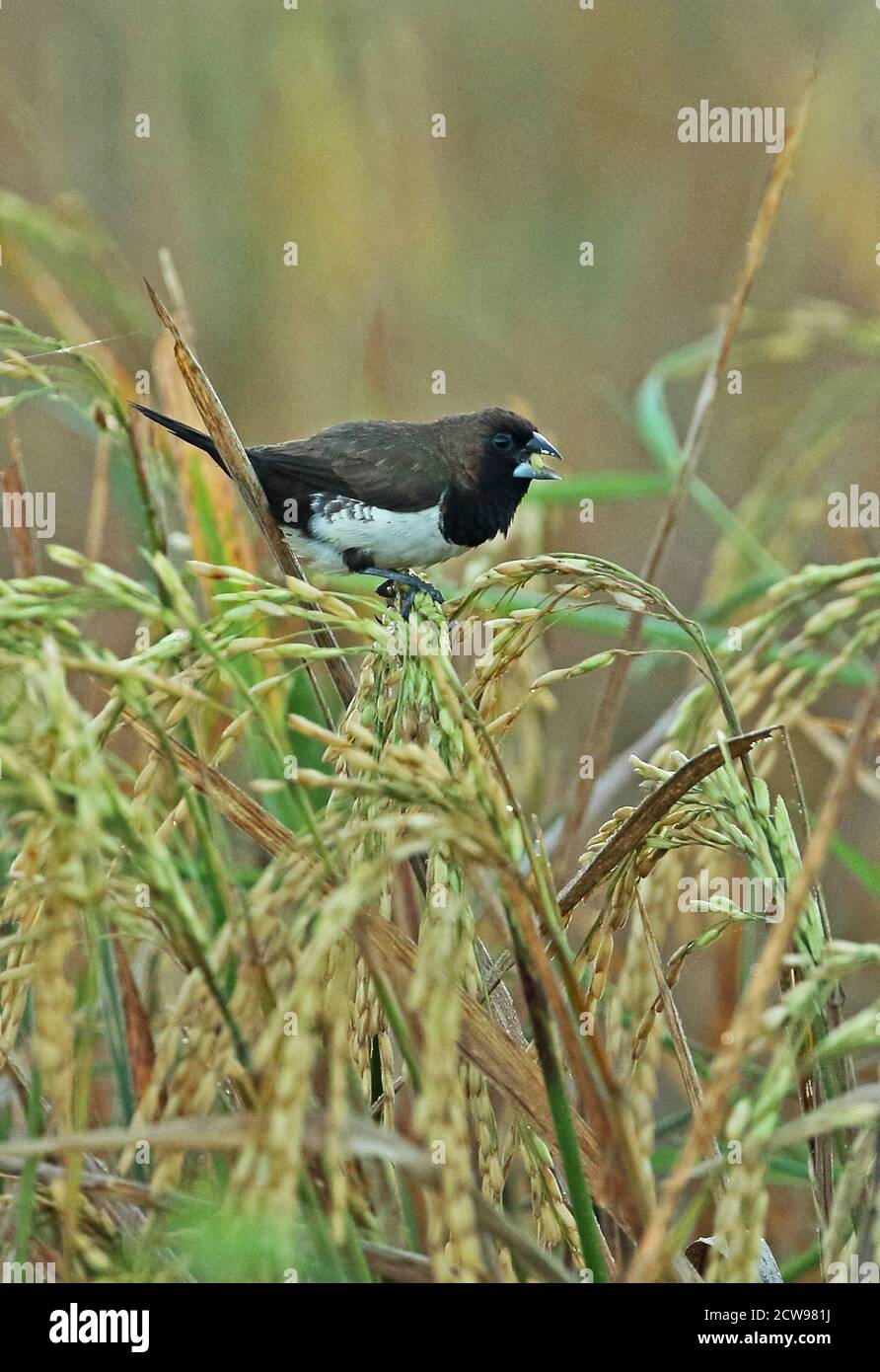 Java rice bird hi-res stock photography and images - Alamy