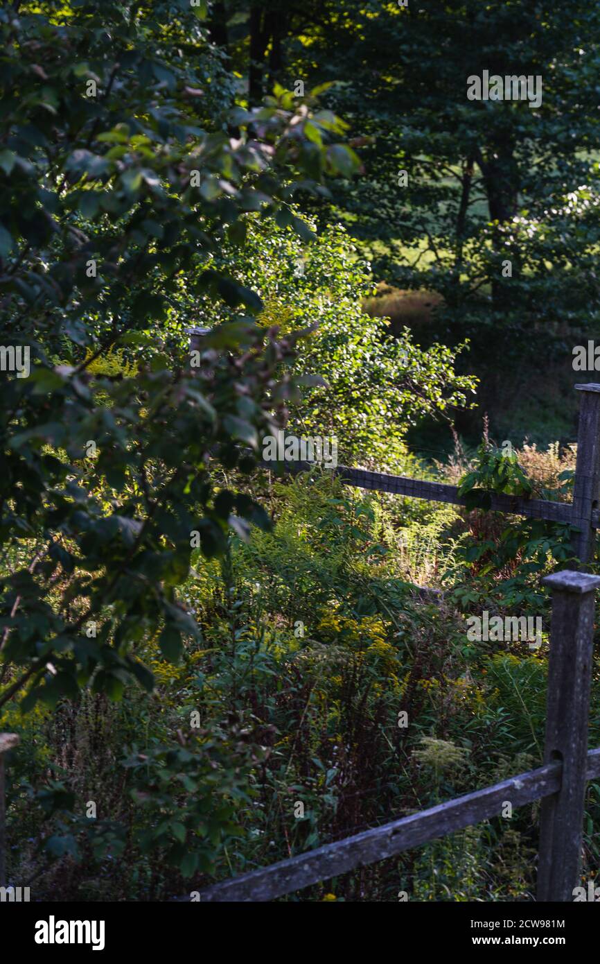 Overgrown barn in the forest hi-res stock photography and images - Alamy