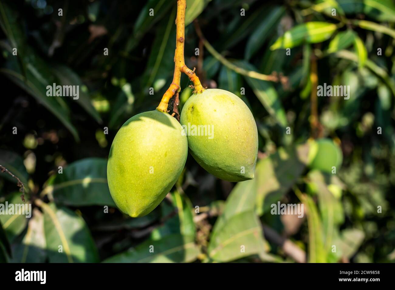 Closeup of Mangoes hanging,mango field,mango farm with sun light ...