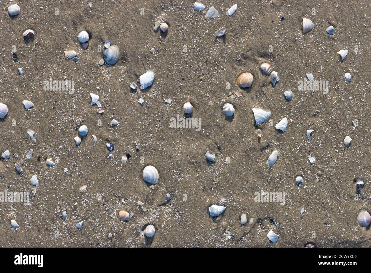 Sand from the beach Stock Photo - Alamy
