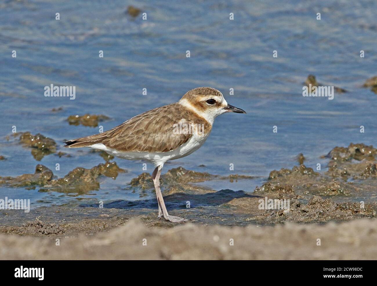 Javan Plover (Charadrius javanicus) adult female on bank of shrip ponds ...