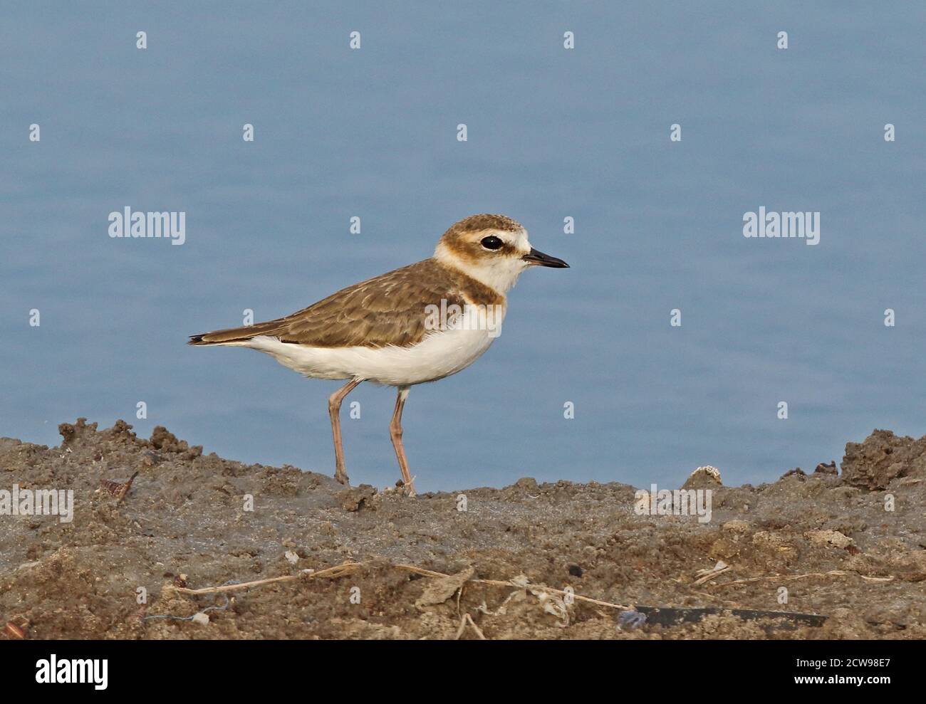 Javan Plover (Charadrius javanicus) adult female on bank of shrip ponds ...