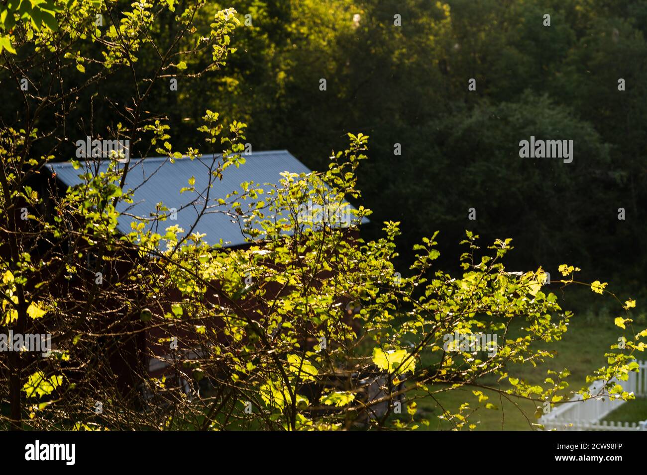 The rain falling in front of a red barn and trees Stock Photo - Alamy