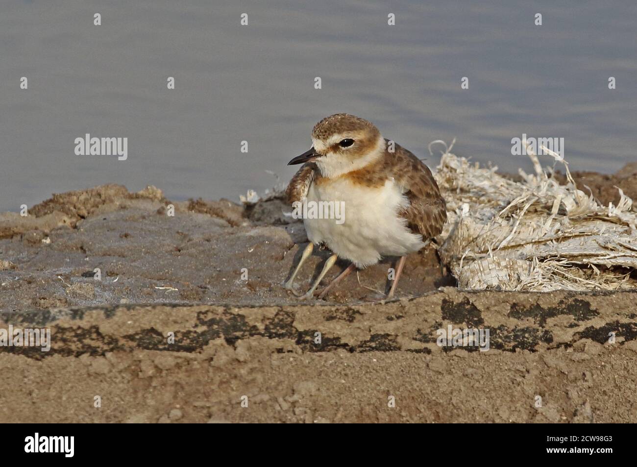 Javan Plover (Charadrius javanicus) adult female on bank of shrip ponds ...