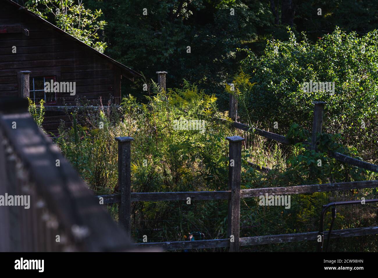 Overgrown barn in the forest hi-res stock photography and images - Alamy