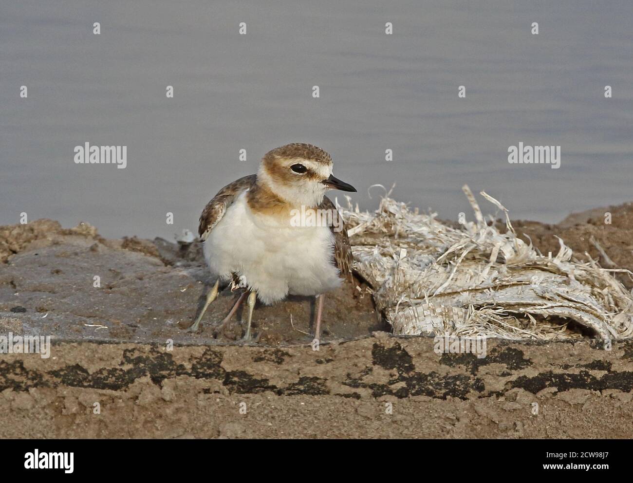 Charadrius javanicus hi-res stock photography and images - Alamy