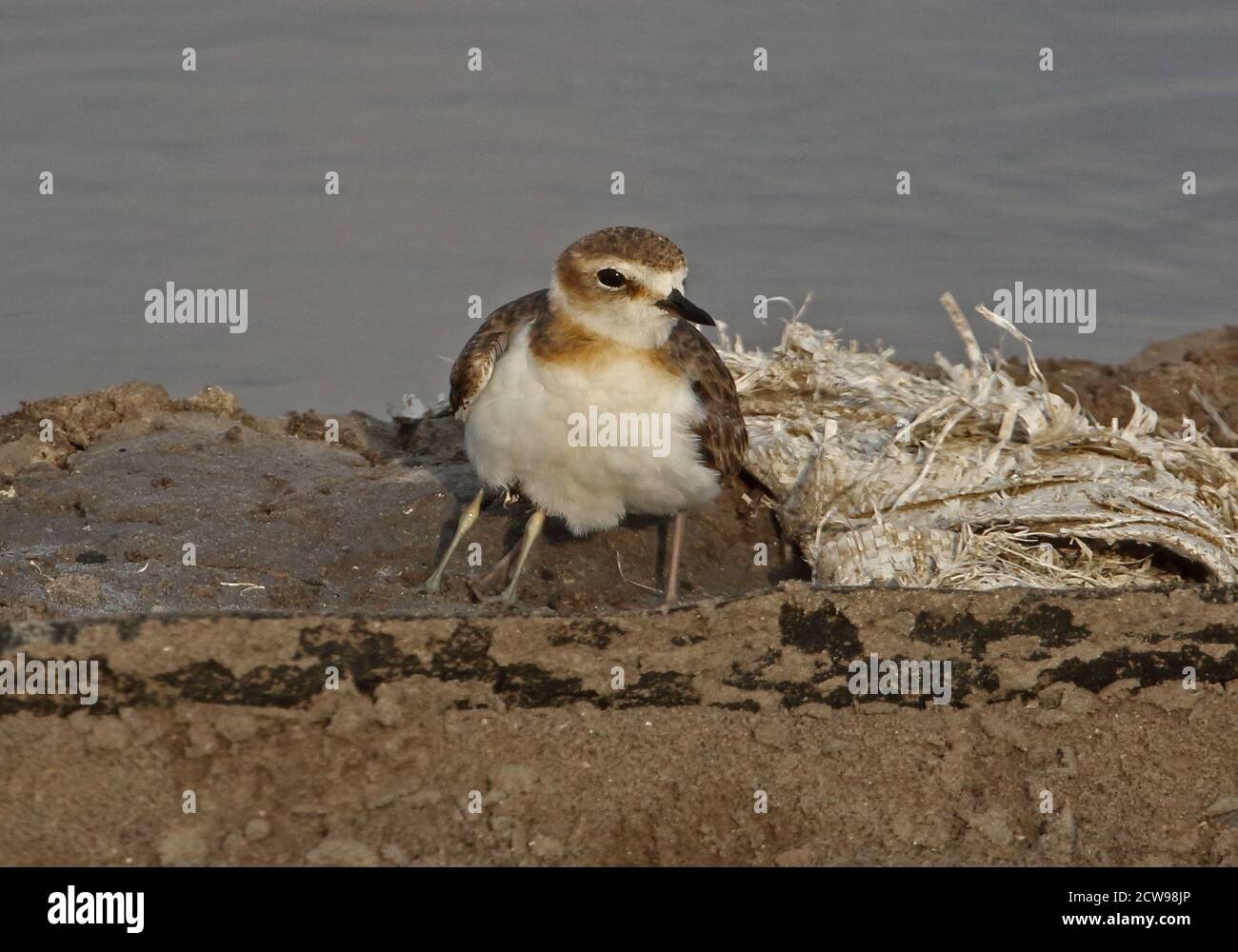 Charadrius javanicus hi-res stock photography and images - Alamy