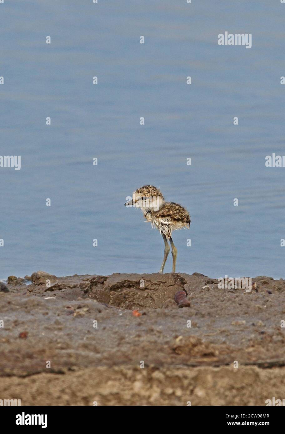 Shrimp ponds indonesia hi-res stock photography and images - Alamy