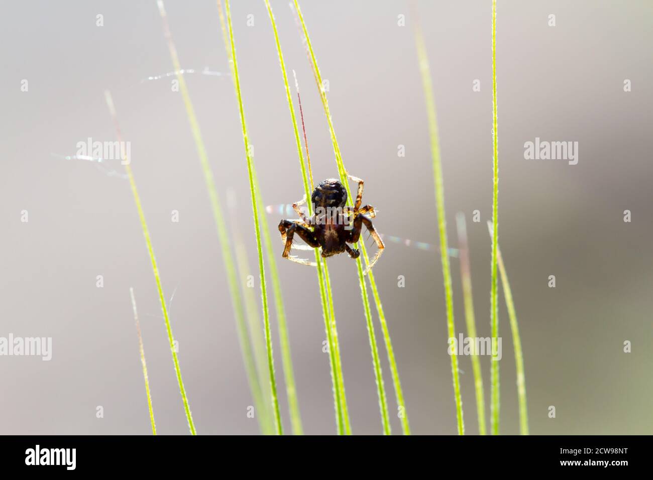 Small spider crawls on a green blade of grass. Arthropod and arachnid ...