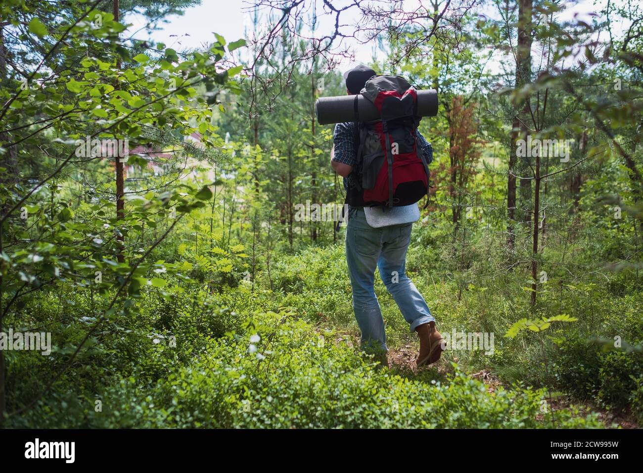 Man walking on the forest path alone Stock Photo - Alamy