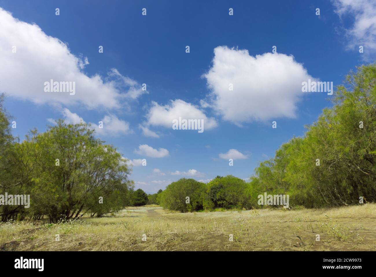 landscape of broom trees in a clearing of Etna Park below cumulus ...