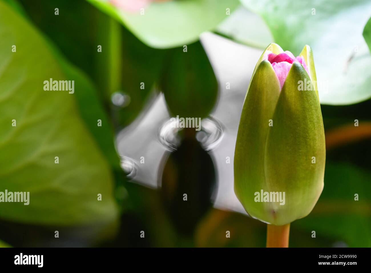 Closed lily hi-res stock photography and images - Alamy
