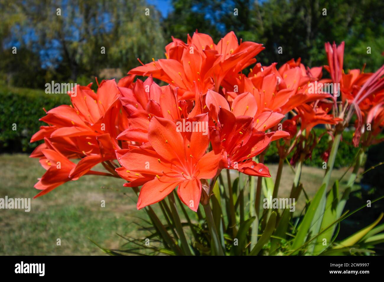Plantas garden hi-res stock photography and images - Alamy