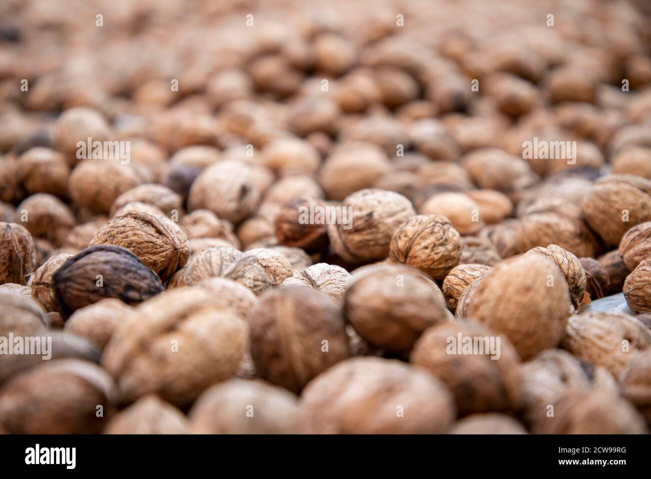 Organic fresh walnuts with shells laid on the floor to dry Stock Photo ...