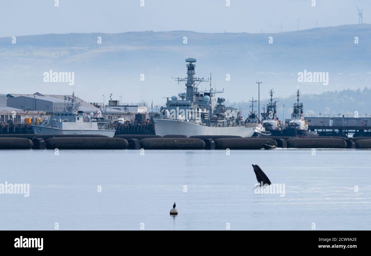 Northern Bottlenose Whale, Warship, Gareloch, Faslane Nuclear Submarine ...