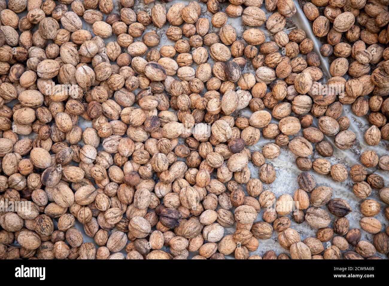Organic fresh walnuts with shells laid on the floor to dry Stock Photo ...