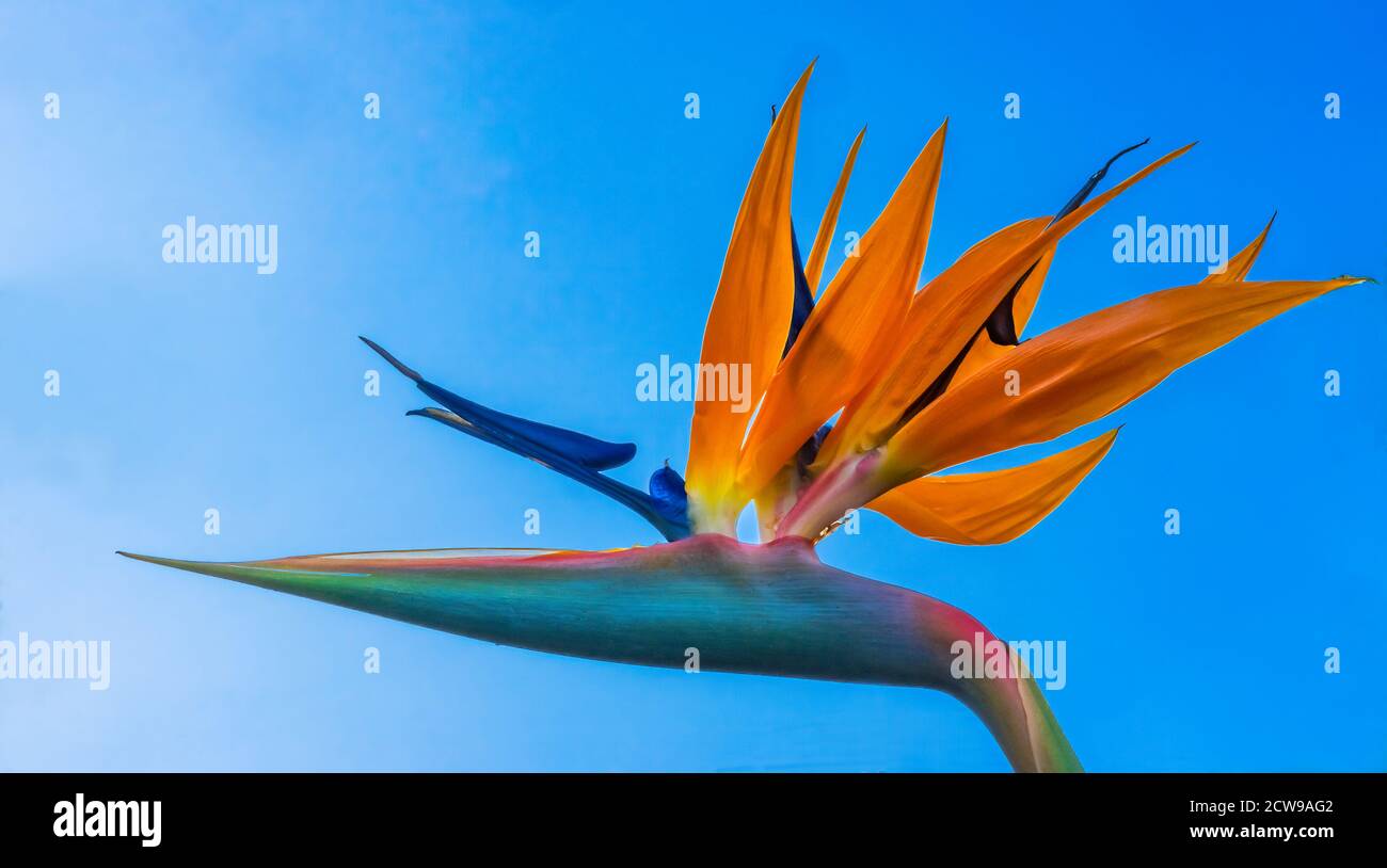 Tropicaal Orange Blue Bird of ParadiseEaster Island Chile. Nattive of ...