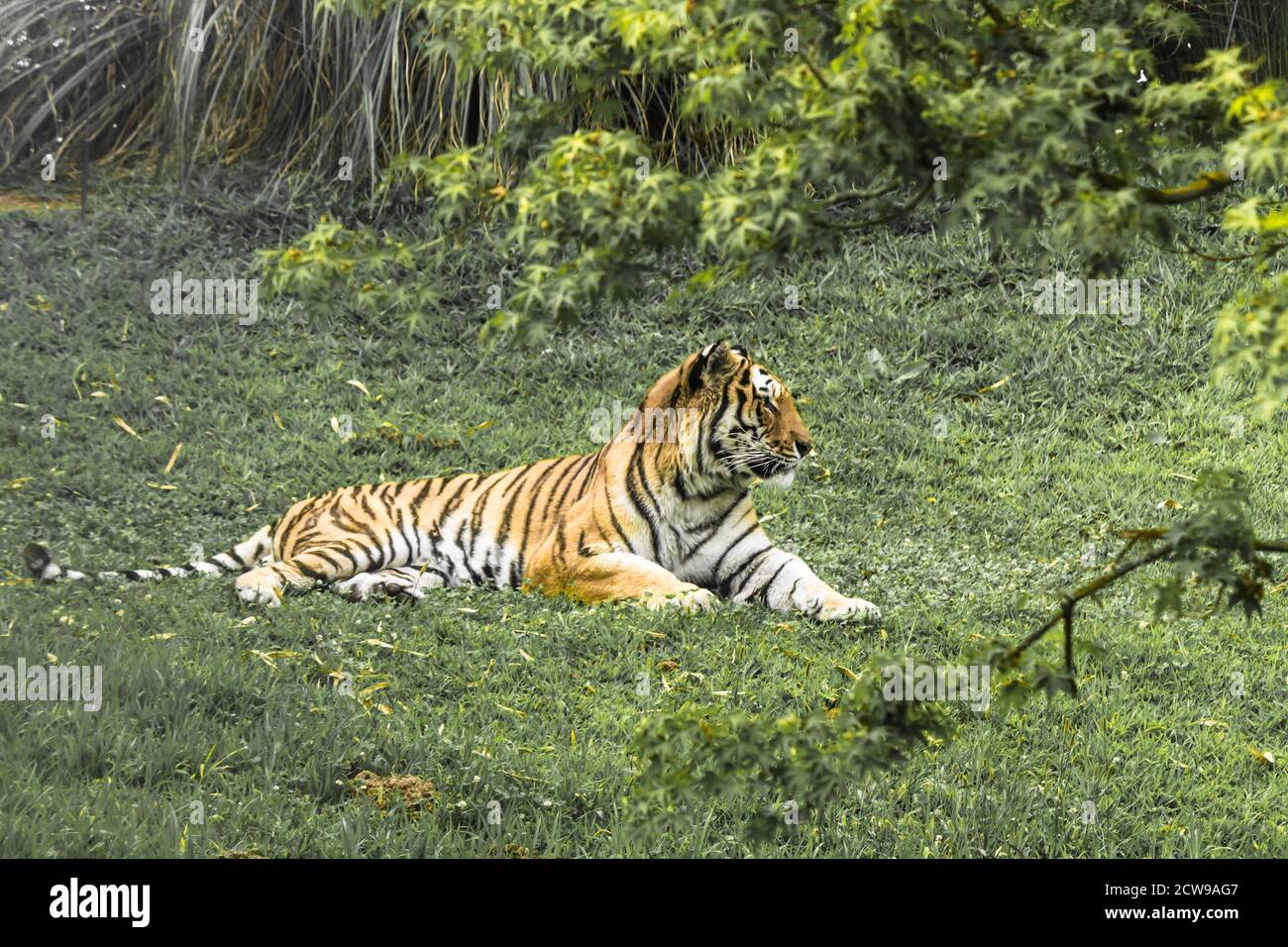 Tiger nature hi-res stock photography and images - Alamy
