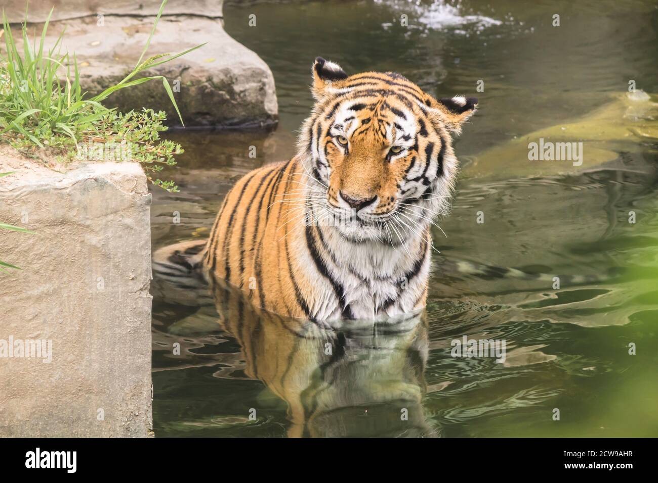 Tiger face close up angry hi-res stock photography and images - Alamy