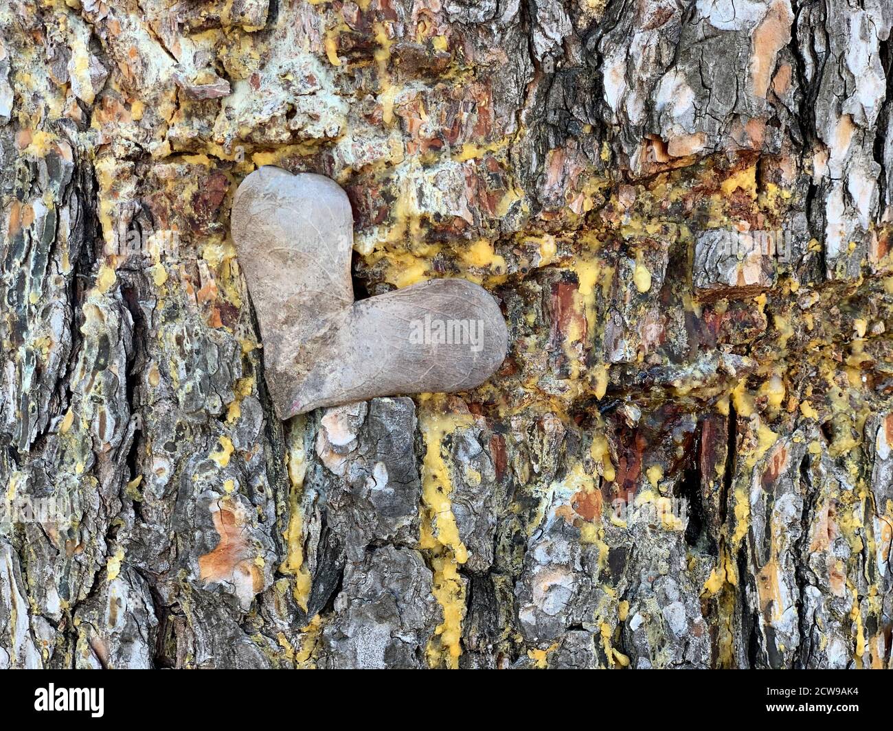 Dry heart shaped on resinous tree trunk. Dried heart-shaped leaf lies ...