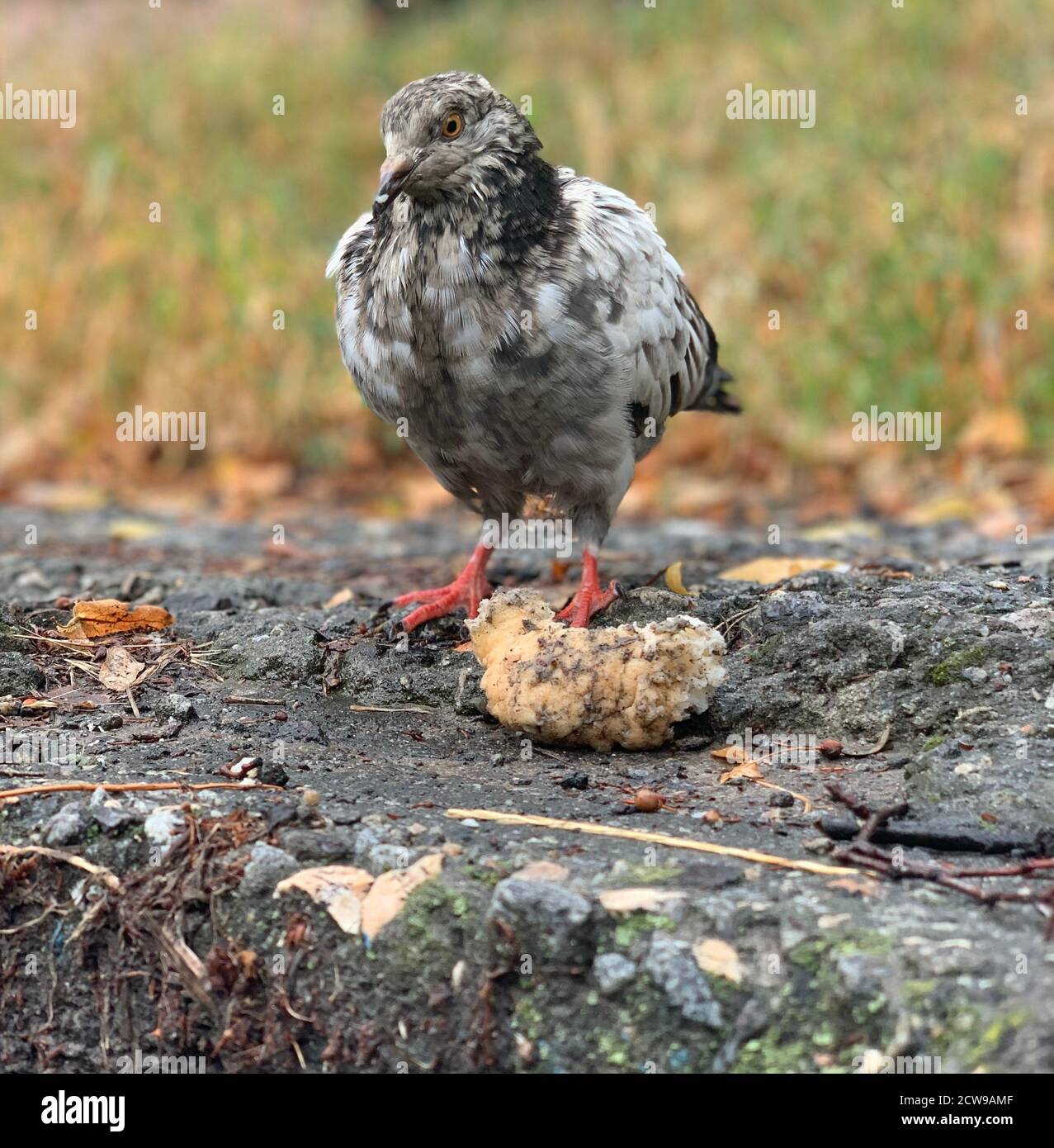 bird dove with a piece of bread on the city street. urban landscape ...