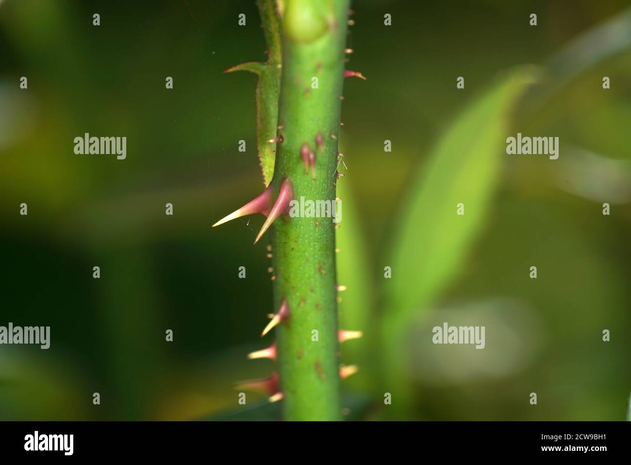 Closeup of thorns on a plant in a field under the sunlight with a ...