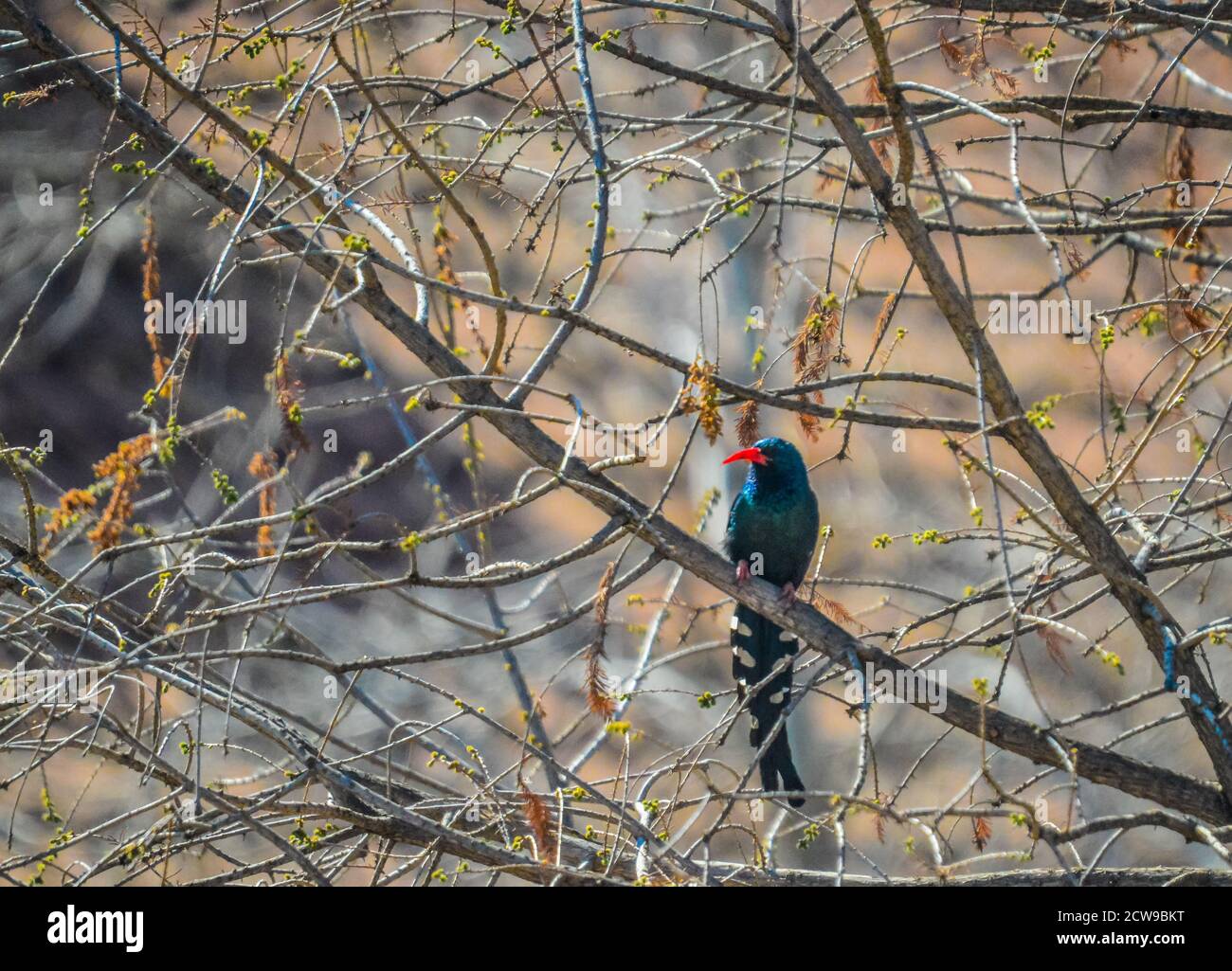 Green Wood Hoopoe High Resolution Stock Photography and Images - Alamy
