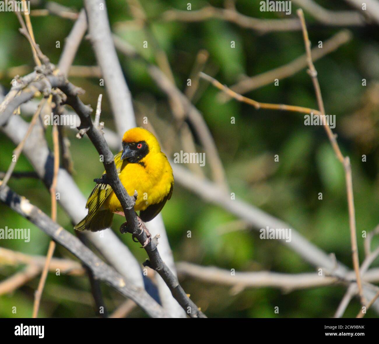 Southern masked yellow weaver , Ploceus velatus with red eye perched ...