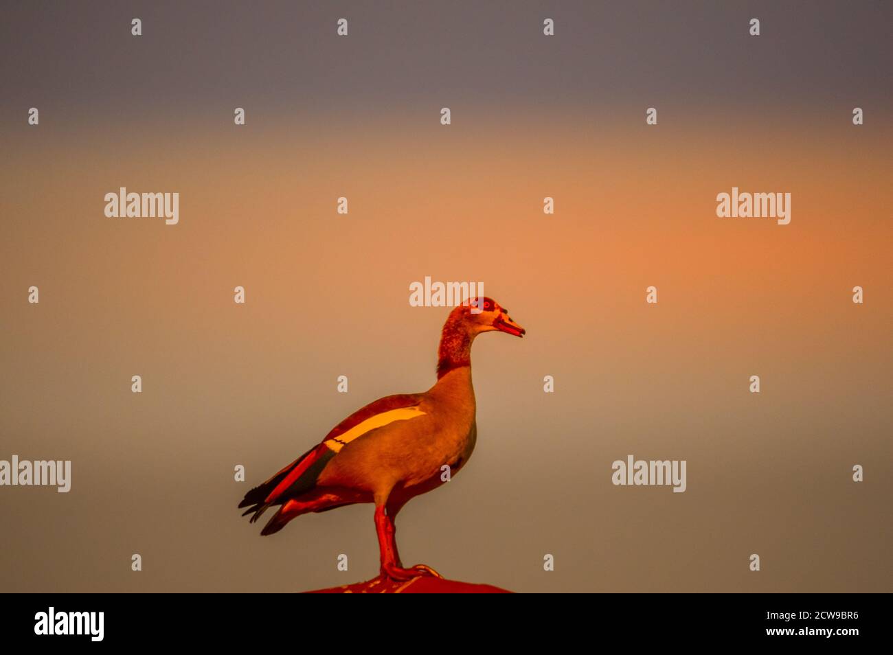 Goose wing building hi-res stock photography and images - Alamy