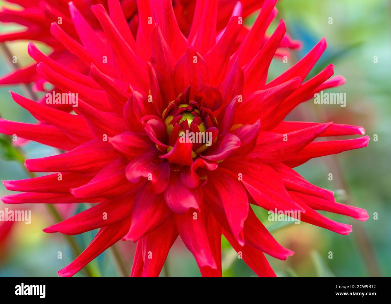 Red pygmy border dahlia hi-res stock photography and images - Alamy