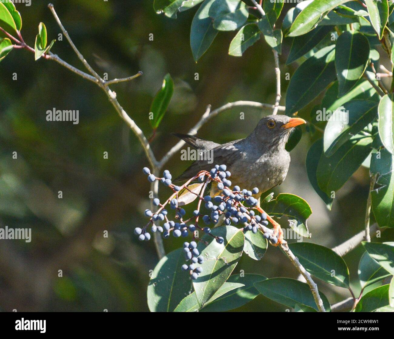Olive Thrush bird perched on an elderberry tree known as Turdus ...