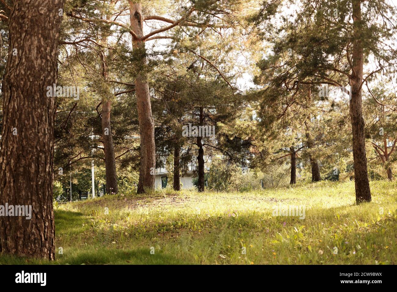 Closeup of pine trees in the picturesque countryside Stock Photo - Alamy