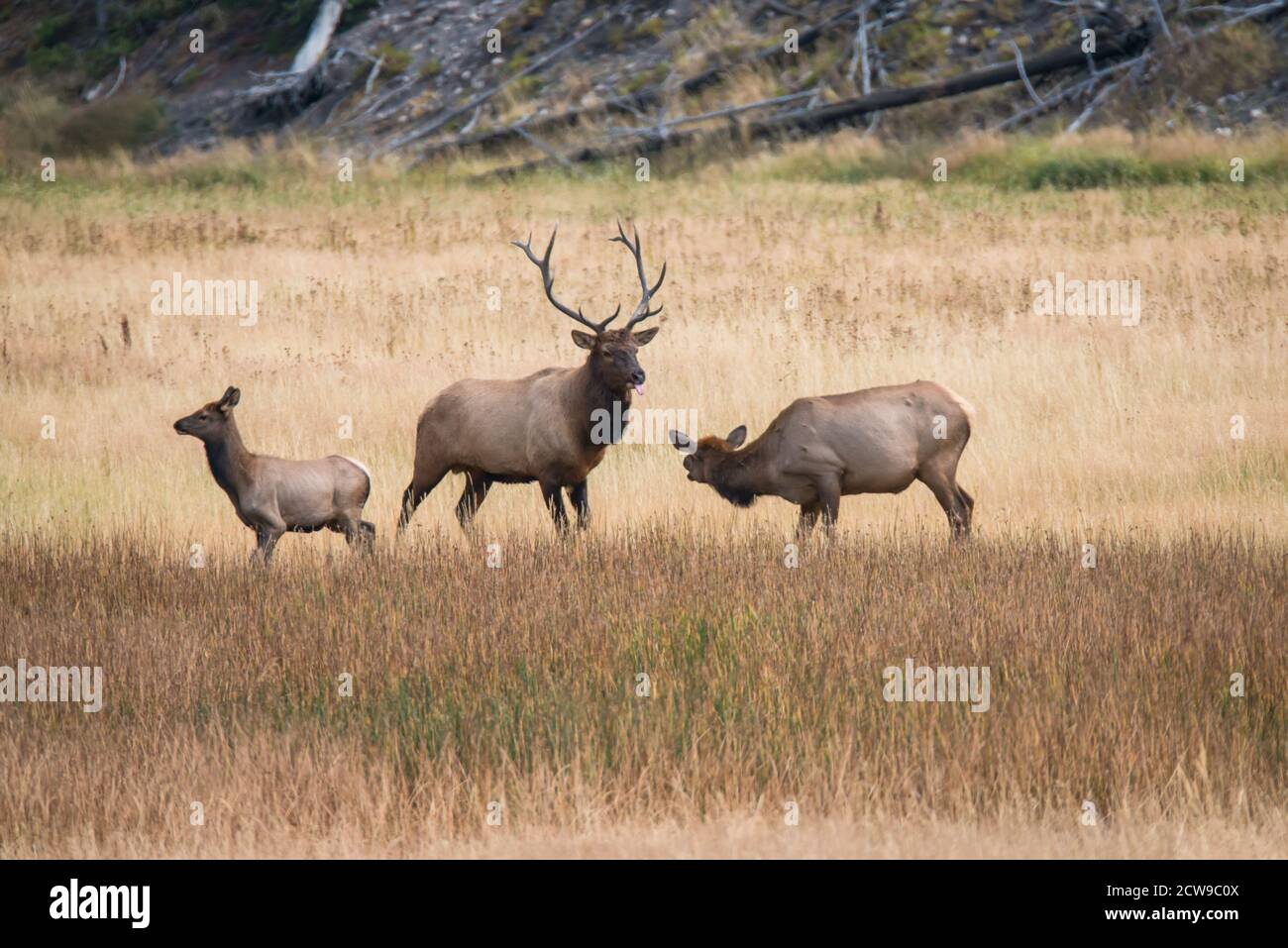 Yearlings hi-res stock photography and images - Alamy