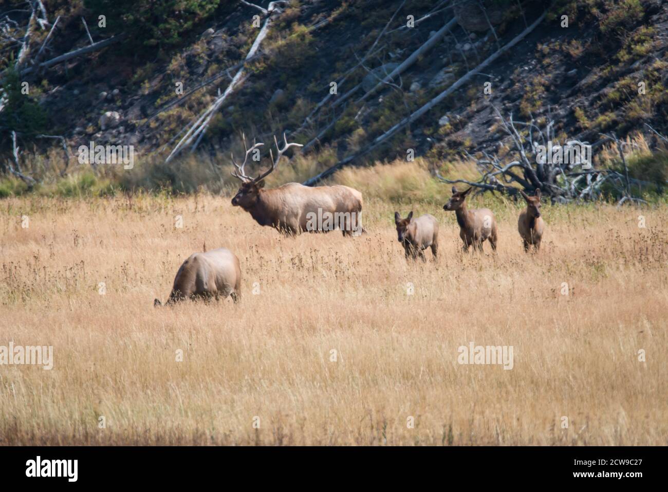 Yearlings hi-res stock photography and images - Alamy