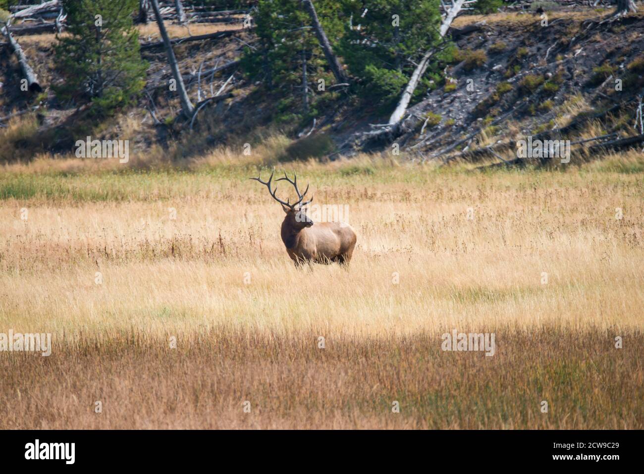 A bull elk with a large rack stands in a field during the rut season in ...