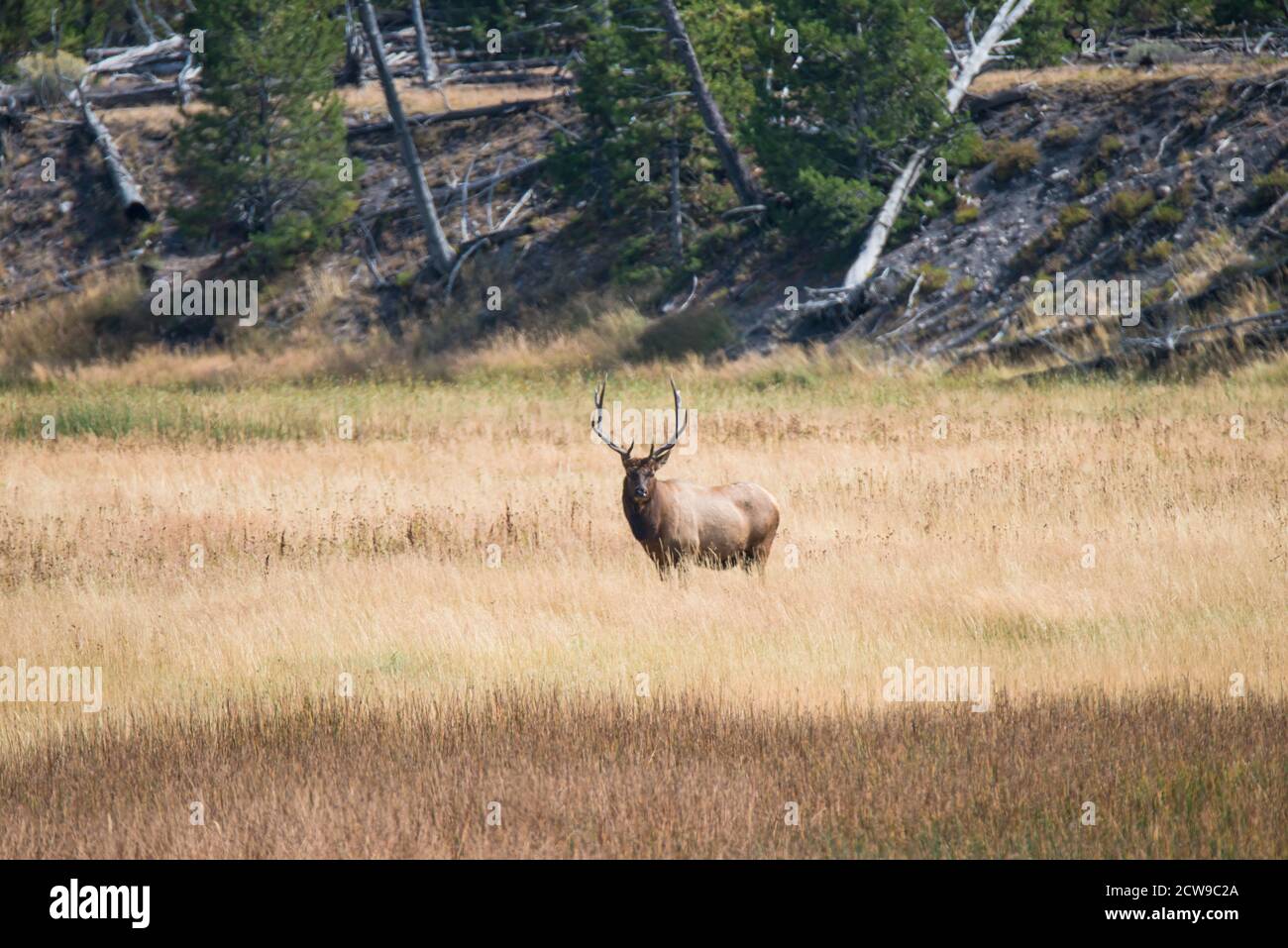 A bull elk with a large rack stands in a field looking at the camera ...