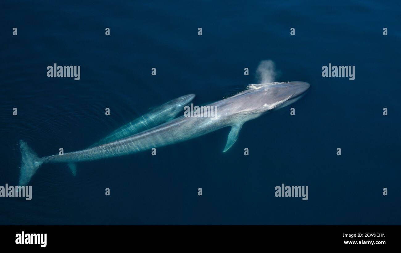 DAVID ATTENBOROUGH: A LIFE ON OUR PLANET, blue whale and calf, 2020 ...