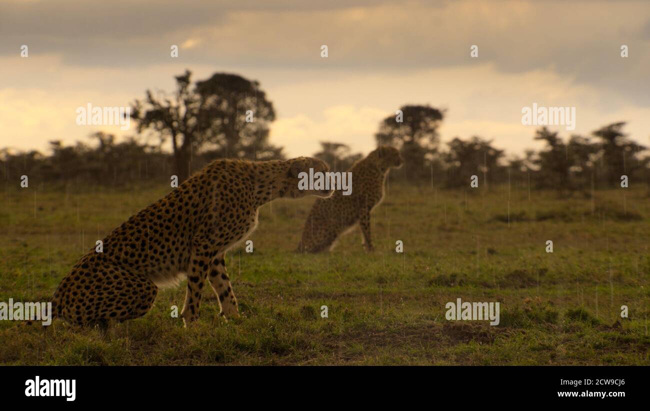 DAVID ATTENBOROUGH: A LIFE ON OUR PLANET, cheetahs in the Maasai Mara ...