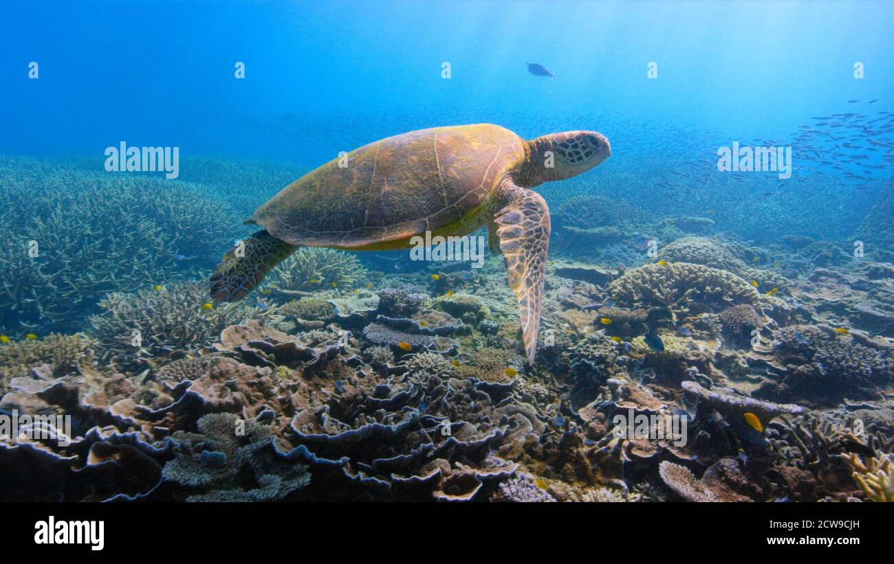 DAVID ATTENBOROUGH: A LIFE ON OUR PLANET, turtle swimming over coral ...