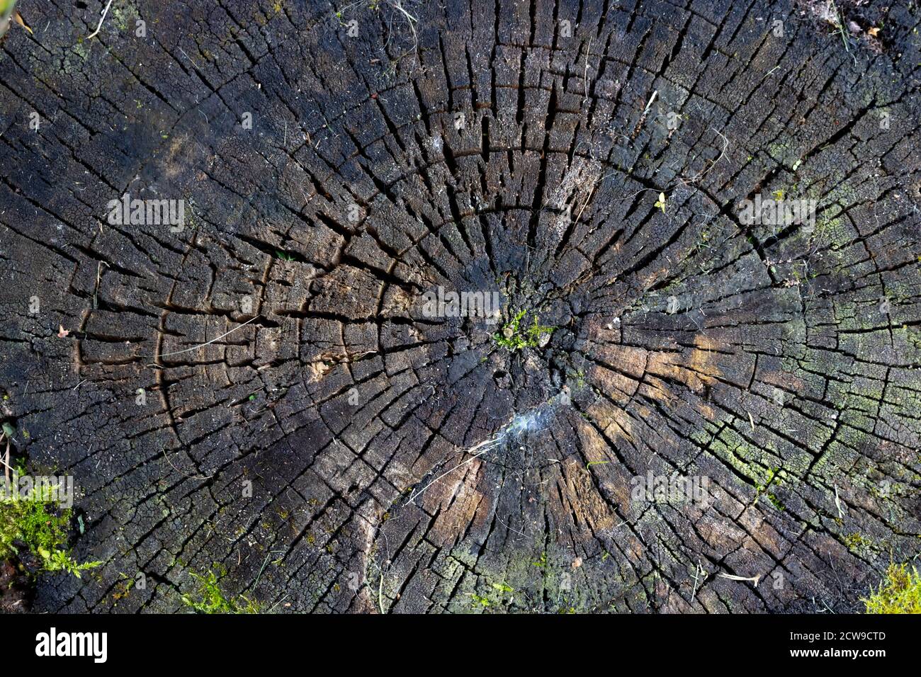 Cut down big oak tree hi-res stock photography and images - Alamy