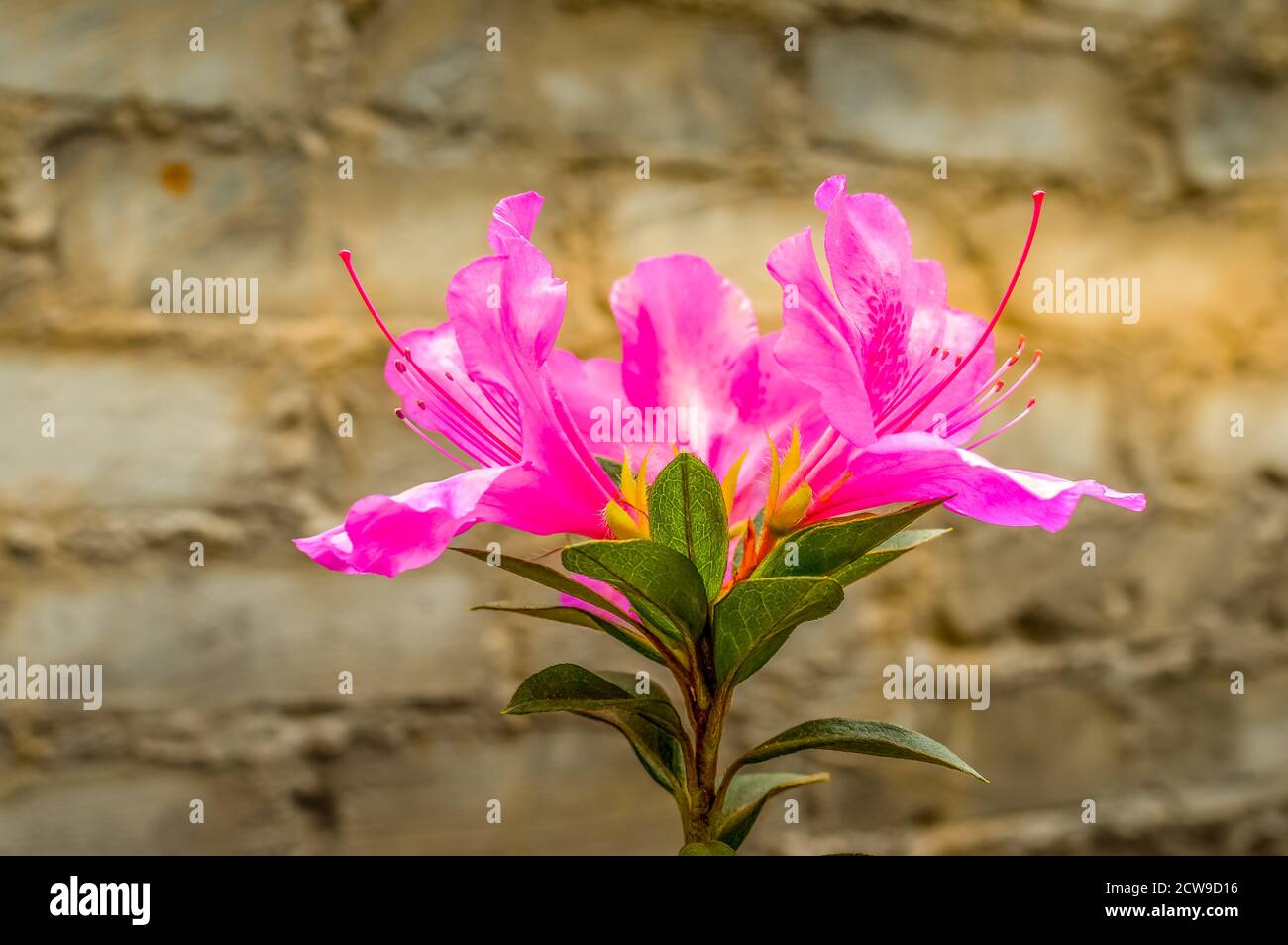 Beautiful pink Azalea folwers isolated taken in a garden during spring ...