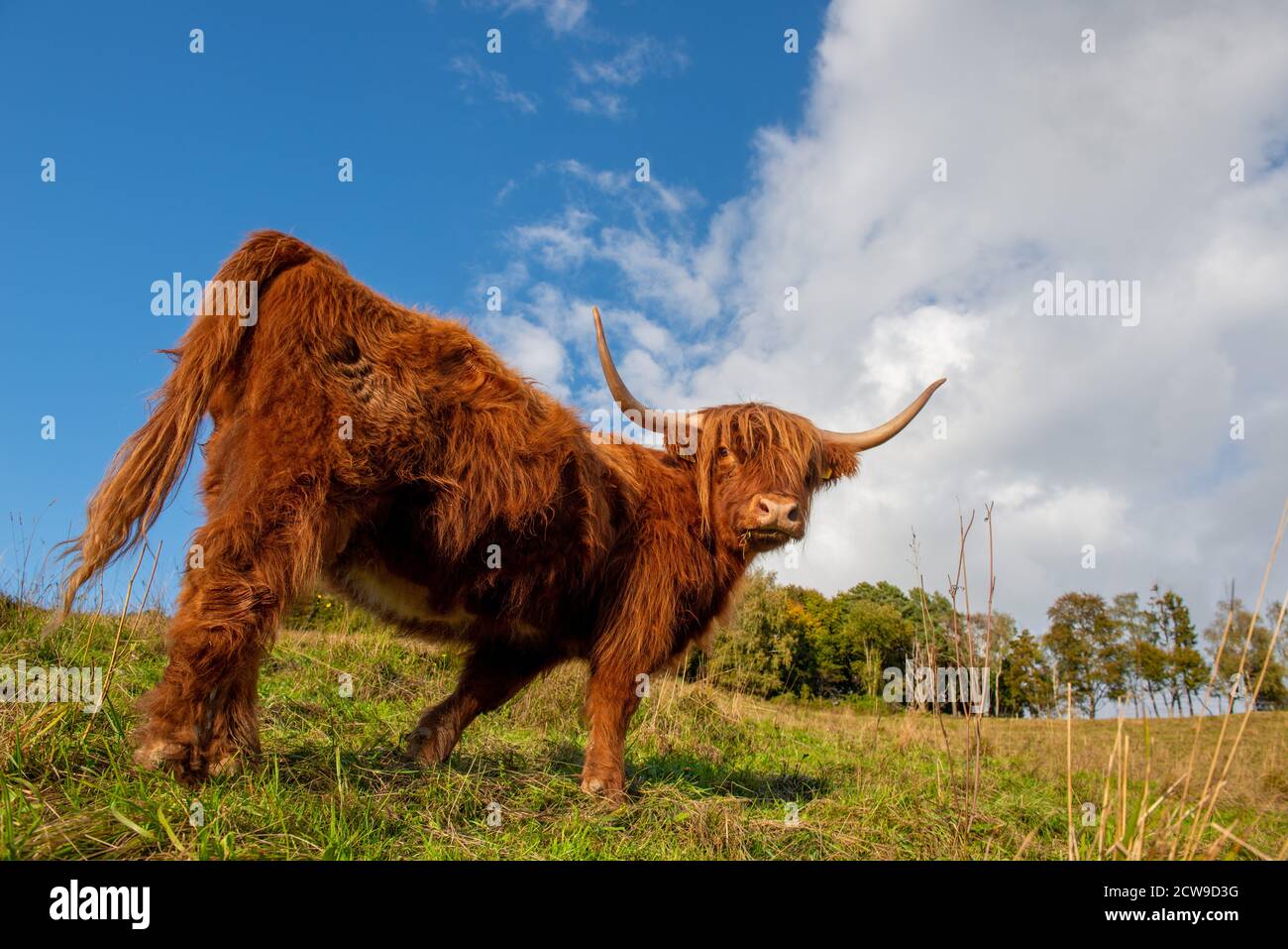 Milking cows scotland hi-res stock photography and images - Alamy