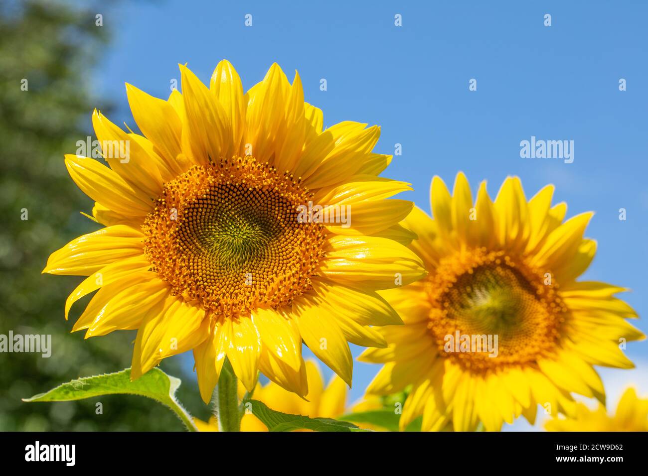 Two large round flowers hi-res stock photography and images - Alamy