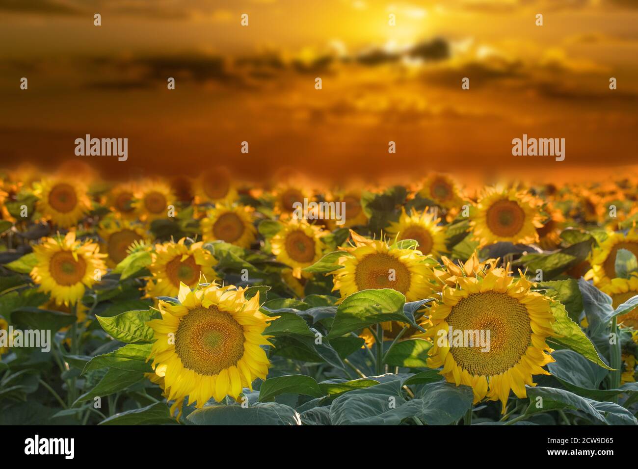 Sunset over sunflower field hi-res stock photography and images - Alamy